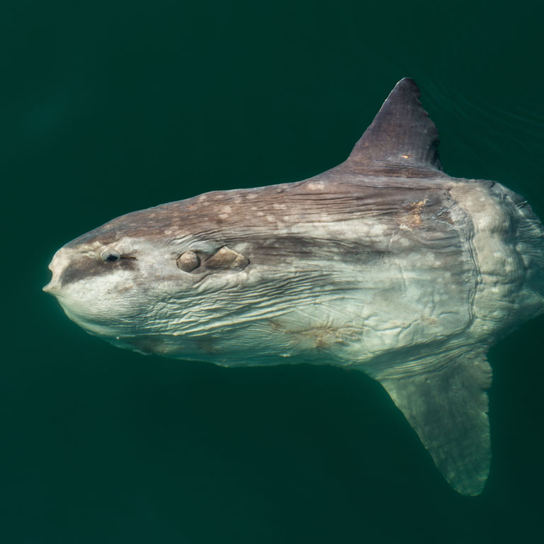 Research | MERS Marine Education & Research Society